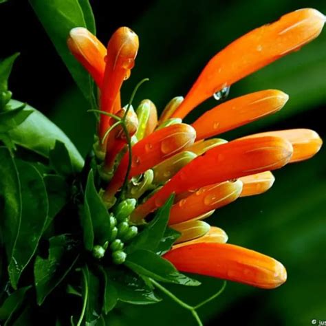 Pyrostegia Venusta Creeper Mall Of Gardens