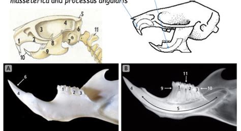 Main Differences Flashcards Quizlet