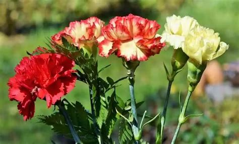 Карамфил Dianthus Caryoplyllus Цвете