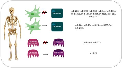 Novel Biomarkers Of Bone Metabolism