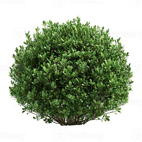 A Green Shrub With Leaves 47312015 Png