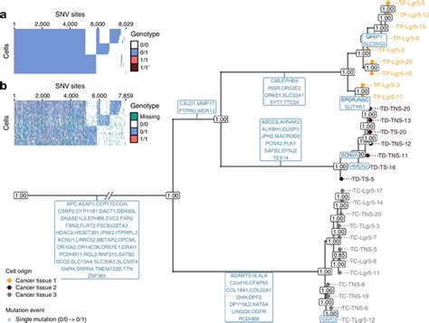 results of phylogenetic inference and variant calling for the crc28