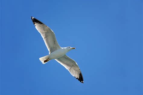 Seagull Symbolism Seagull Spiritual Meaning And Dream Meaning