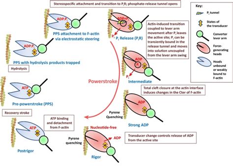 Atp Hydrolysis Animation