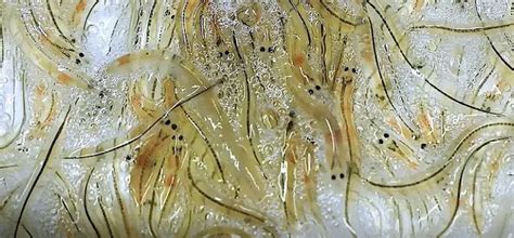 Buy Grass Eels From 268 Builders Llc Usa