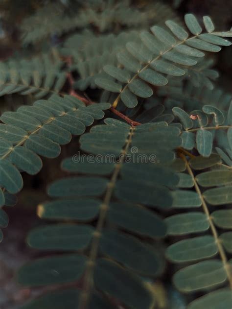Javanese Tamarind Tree Bark Texture Stock Image Image Of Bark
