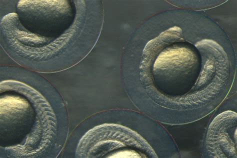 Sex And The Single Gene New Research Shows A Genetic ‘master Switch