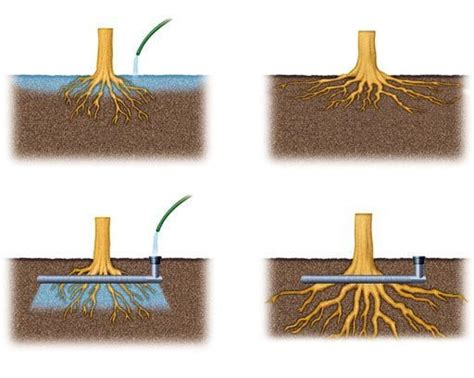 Enhancing Plant Root Growth Essential Tips For Deeper Roots Riveal