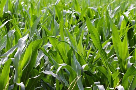 Forage Crops