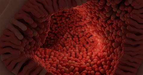 The Function Of Probiotics In Diet And Intestinal Health By