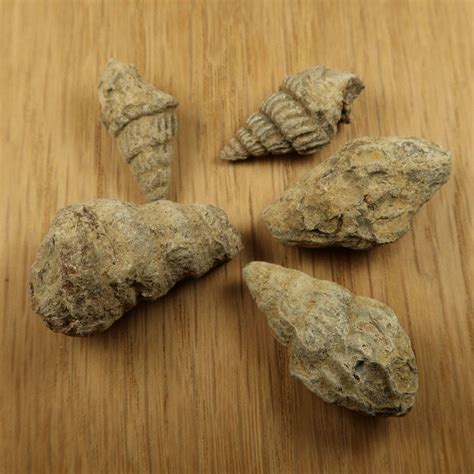 Mixed Gastropod Fossils Buy Fossilised Mollusks Uk Shop