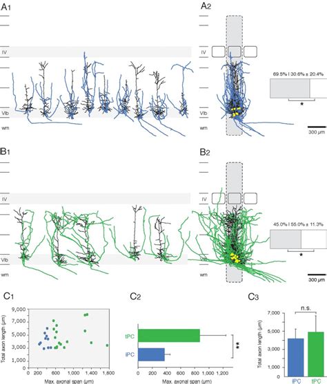 Subtypes Of L6b Pyramidal Cells Two L6b Pyramidal Cell Subtypes Could Download Scientific