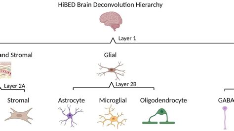 Scmd A Revolutionary Technique For Accurate Cellular Deconvolution And Alzheimers Disease Research