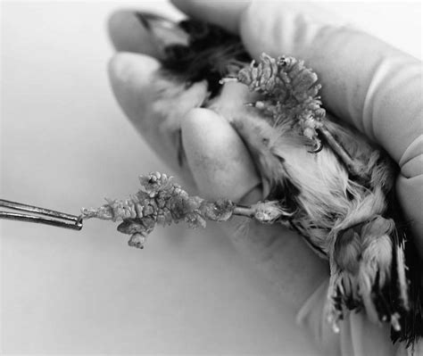 Hyperplastic Locally Extensive And Proliferative Papilloma Like