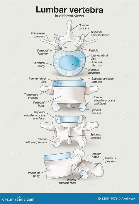 Healthy Lumbar Vertebrae Different Views Labeled Illustration 328549980