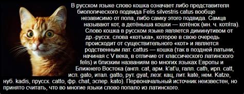 Как растянуть картинку на весь блок в Css