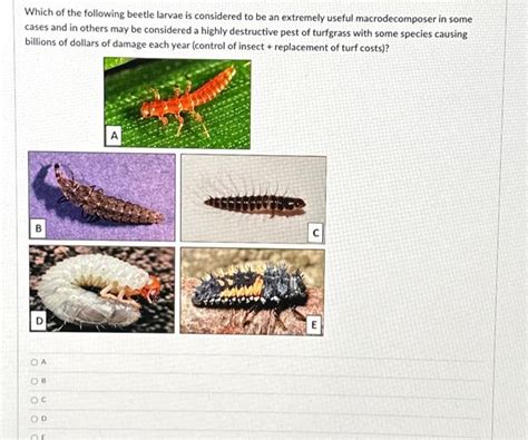 Solved Which Of The Following Beetle Larvae Is Considered To