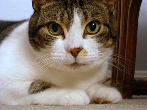 Fat Kat By Rdkirbyp On Deviantart