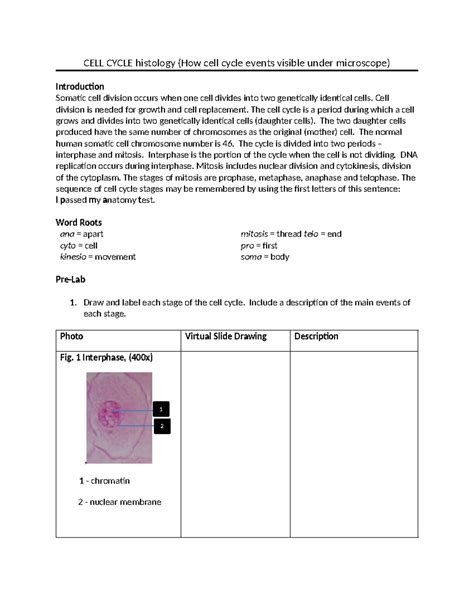 Cell Cycle Bio 101 Observing Mitosis In Whitefish Blastula Slides