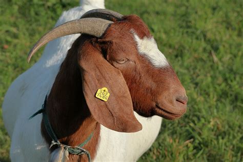 5000 Free Boer Goat And Goat Images Pixabay