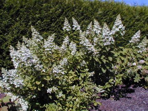Hydrangea Paniculata Unique