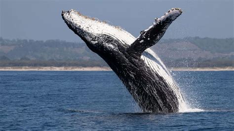 Humpback Whale Canada Humpback Whale Hooky Links Ireland And Canada