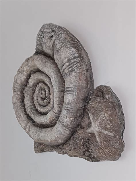 Fichier Stl Ammonite Fossile Avec étoile De Mer・design Pour Imprimante