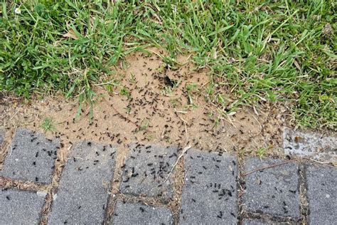 Lawn Guides Professional Lawn Care Tips And Tricks