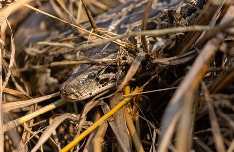 Premium Photo Rock Python Python Sebae On Dry Grass In Forest