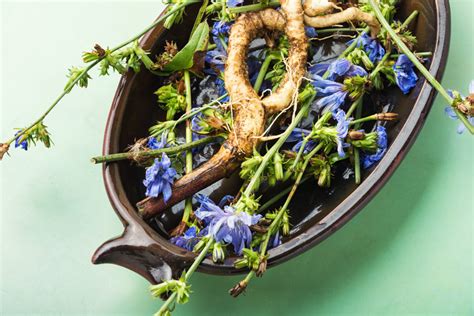 Everything You Need To Know About Chicory Root Trubiotics