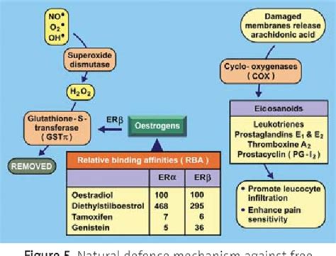 Figure 5 From The Enigma Of Prostatitis Some Historical Perspectives On The Pathogenesis Of
