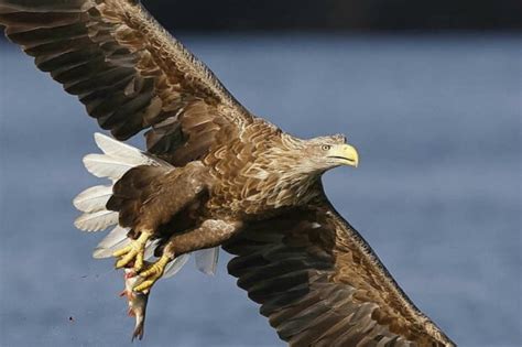 13 Types Of Peacock Peacock Species Facts And Photos