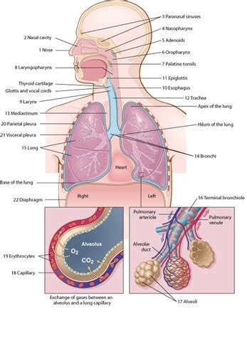 Respiratory System Flashcards Quizlet