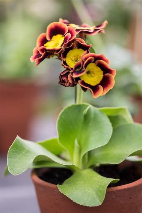 Primula Auricula Piers Telford Aua Auricula Piers Telford