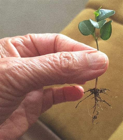 Miniscule Miniscules Photo