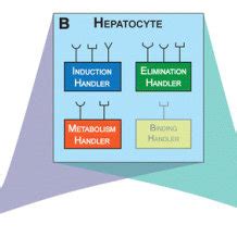Structures Of The ISL And ISHC A An ISL Sinusoid Segment The Download Scientific Diagram