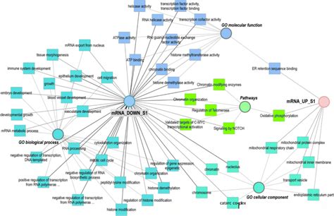Network Of Enriched Go Terms Associated To Up And Downregulated