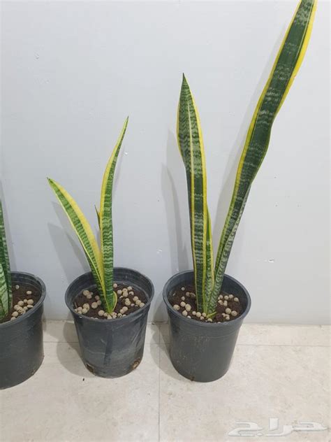 نبات صبار جلد النمر العملاق لون فاتح موقع حراج