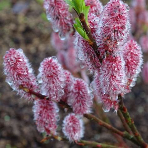 Salix Gracilistyla Mount Aso Rózsaszín Barkafűz Florapont