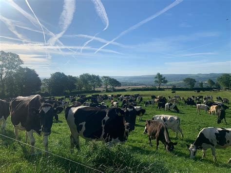 Sychpant Farm 🐮 Bore Da Pawb 🐮 ☀️good Morning Everyone ☀️