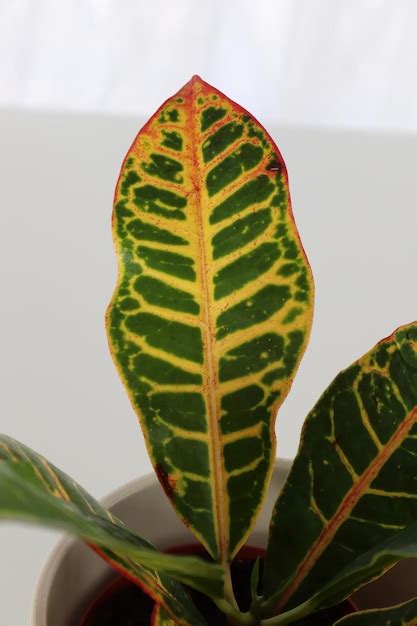 Premium Photo The Leaf Tip On A Croton Plant With Multiple Colors
