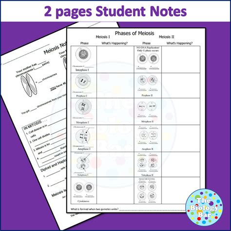 Meiosis Ppt With Guided Notes Easy To Follow Made By Teachers