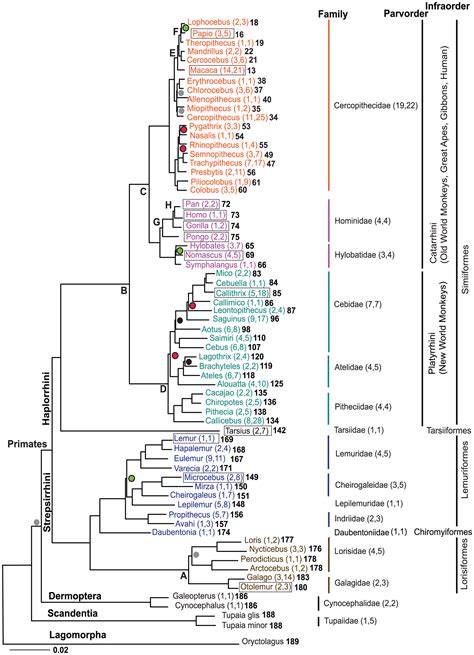 Primate Phylogenetic Tree