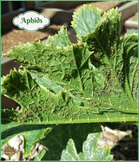 Foodie 🦟 Healthy Garden Keep Aphids Away Aphids May Be Tiny But These Pesky Pests Can Wreak