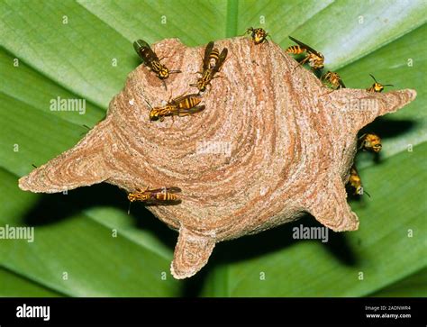 Paper Wasps On Their Nest The Nest Is Constructed Of Paper The Wasps