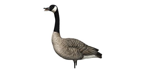 Avian X Honker Fusion Pack Canadian Goose Decoys