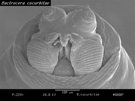 Pest Fruit Flies Of The World Larvae Bactrocera Cucurbitae Coquillett