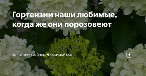 Гортензии наши любимые когда же они порозовеют Гортензии хвойные 🌷любимый сад Дзен