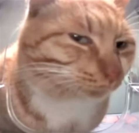 Mr Fresh Cat Memes Funny Looking Cats Memes