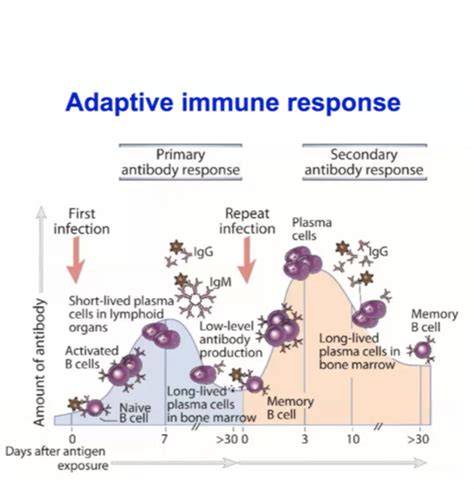 Iandi Humoral Immunity And The Generation Of Antibody Diversity